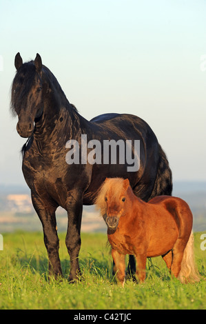 Miniature Shetland Pony with a Friesian stallion in hand at a show ...