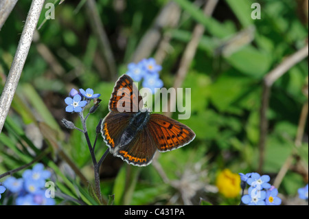 Brown butterfly Sooty Copper (Lycaena tityrus) warming in sun with ...