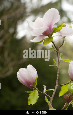 Magnolia ‘Iolanthe’ in bloom Stock Photo - Alamy