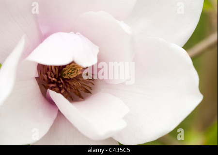 Magnolia ‘Iolanthe’ in bloom Stock Photo - Alamy