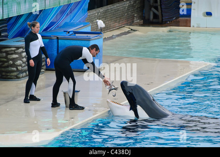 Trainers with Killer Whales at Seaworld San Diego, California Stock ...