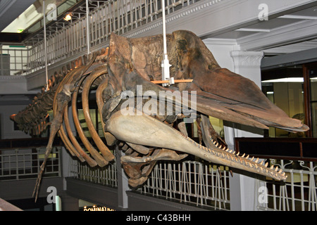 Sperm whale skeleton ( Physeter macrocephalus) in mammals hall of ...