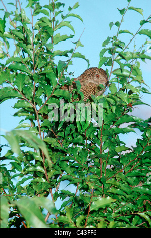 Madagascar Coucal (Centropus toulou) in tree, Aldabra, Seychelles Stock ...