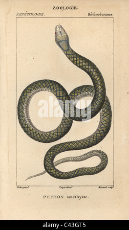 Amethystine or scrub python, python amethyste, Morelia amethistina ...