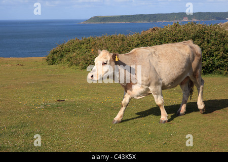 UK, Wales, Swansea, Gower, Southgate, Three Cliffs Bay and Pobbles ...