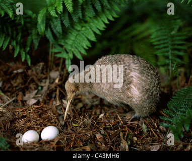 Bird, Eggs, Holiday, Kiwi, Landmark, Little, Native, New zealand, North ...