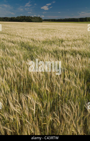 Baltic States, farm scenery, Estonia, Europe, field, grain, growing of ...