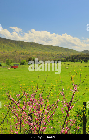 appalachian redbud, redbud tree Stock Photo - Alamy