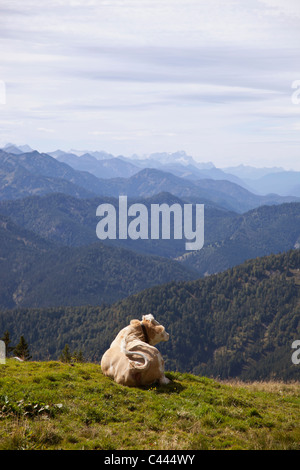Cow in Fog Stock Photo - Alamy
