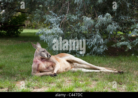Kangaroo Lying Down Stock Photo - Alamy