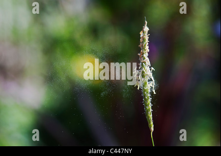 Pollen being released from a grass seed head in the English countryside ...