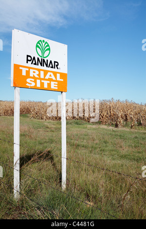Trial of Genetically Modified Maize Corn Crop, nr Winterton, Kwa-Zulu ...