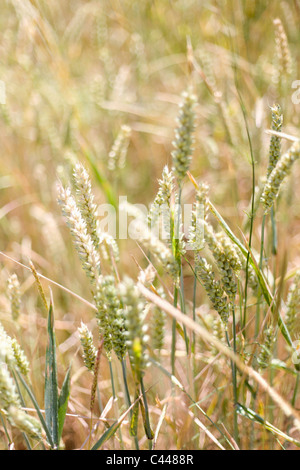 Wheat Field, Close Up, High Angle View Stock Photo - Alamy