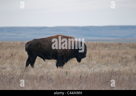 plains bison, west block, Grasslands National Park, Southern ...