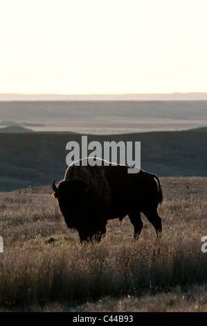 plains bison, west block, Grasslands National Park, Southern ...