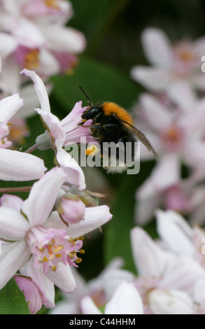 TREE BUMBLE BEE (Bombus hypnorum) on a bramble flower, UK Stock Photo ...