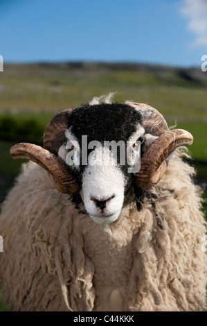 Swaledale ram in pasture. Cumbria, UK Stock Photo - Alamy