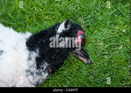 Lamb with deformed head. Was born alive Stock Photo - Alamy