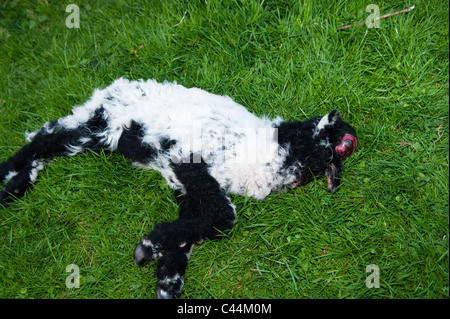 Lamb with deformed head. Was born alive, but died shortly afterwards ...