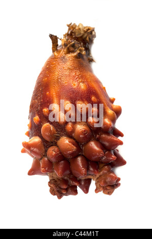 Sea Squirt or Pineapple at Jagalchi Fish Market Busan South Korea Stock ...