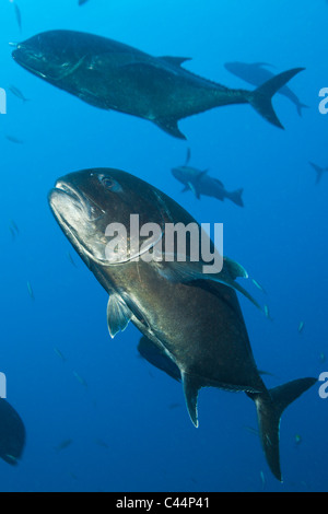 Giant Trevally, Cranax ignobilis, Beqa Lagoon, Viti Levu, Fiji Stock ...