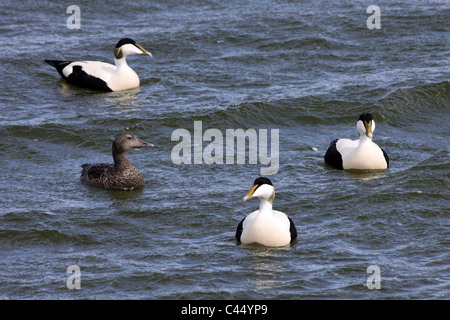 Flock of Common Eider ducks swimming in ocean Stock Photo - Alamy