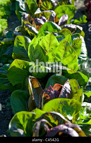 Radicchio 'Treviso Precoce Mesola', leaf crop, salad crop, weeding out ...