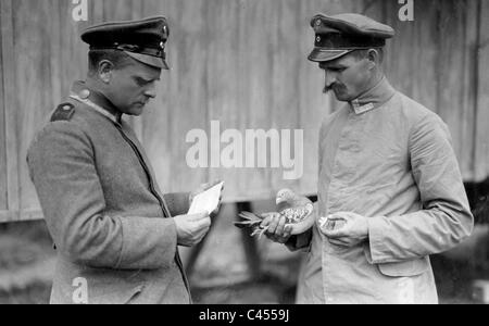 Use of carrier pigeons on the front in the First World War, 1917 Stock ...