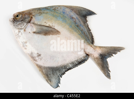 Single White or Silver Pomfret fish Stock Photo - Alamy