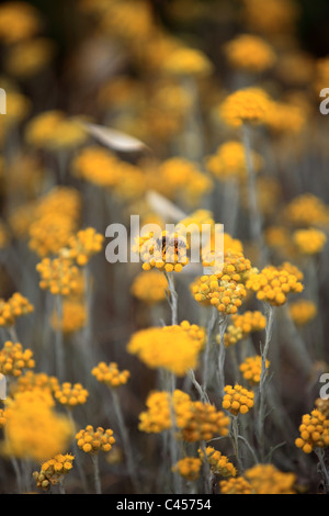 flower in a Greek garden in Kos Dodecanese Islands Greece Stock Photo ...