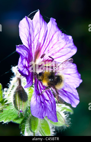 Honey bee on a flower, geranium,patterns in nature, design, wings ...