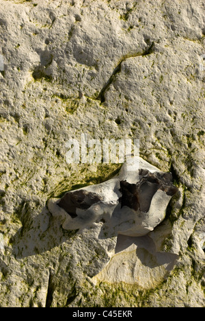 Flint embedded in chalk Stock Photo - Alamy