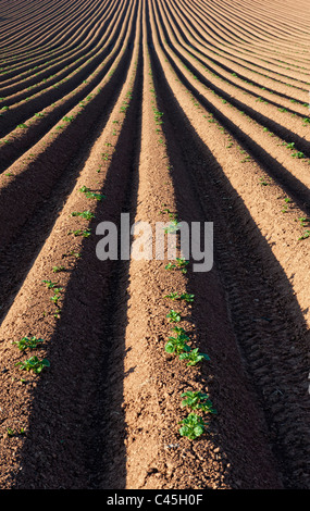 Ridge and furrow ploughed field pattern. UK Stock Photo - Alamy