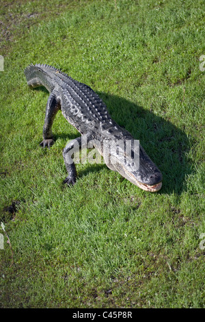 American Alligator standing Stock Photo - Alamy