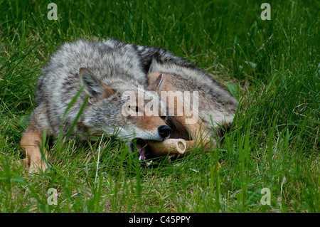 A Coyote chewing on an antler Stock Photo - Alamy
