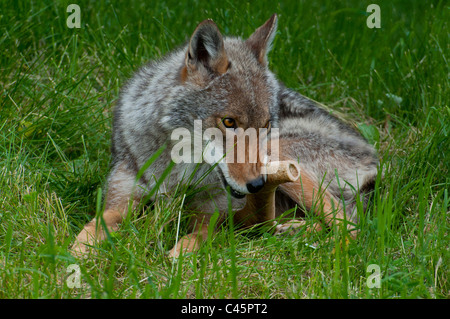 A Coyote chewing on an antler Stock Photo - Alamy