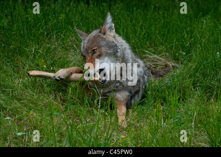 A Coyote chewing on an antler Stock Photo - Alamy