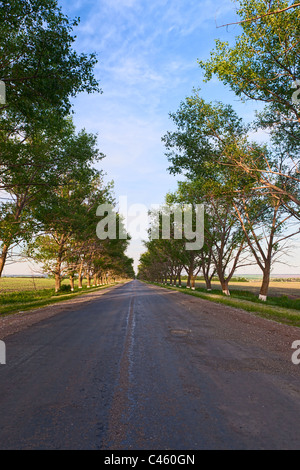 Road between trees Stock Photo - Alamy