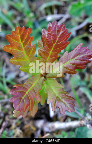 baby oak tree (quercus robur Stock Photo - Alamy