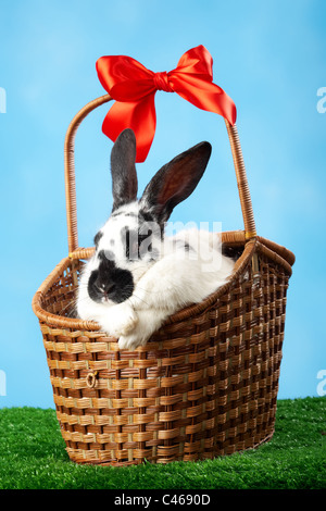 rabbit in a basket Stock Photo - Alamy