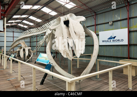 Blue whale skeleton at Whale World museum. Frenchman Bay, Albany ...