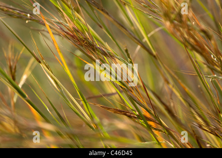 Photograph of wheat fields in Israel Stock Photo - Alamy