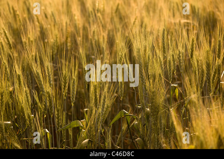 Photograph of wheat fields in Israel Stock Photo - Alamy
