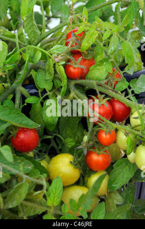 Cherry tomatoes (Maskotka) ripening on the plant, Calypso, Costa del ...