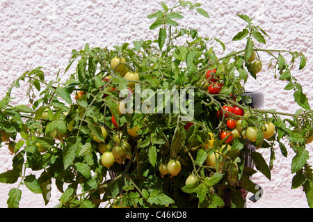Cherry tomatoes (Maskotka) growing on plant, Urb. Calypso, Costa del ...