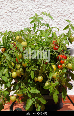 Cherry tomatoes (Maskotka) ripening on the plant, Calypso, Costa del ...