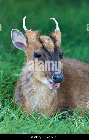 Muntjac eating grass Stock Photo - Alamy