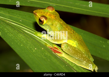 A Malayan Flying Frog, Rhacophorus prominanus, rests on a rock in a ...