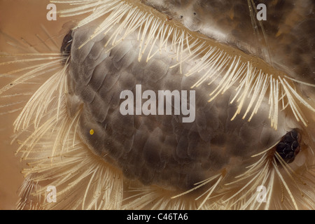 silverfish head - Lepisma saccharina Stock Photo - Alamy
