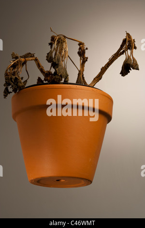 Flower pot with dead geranium plant Stock Photo - Alamy